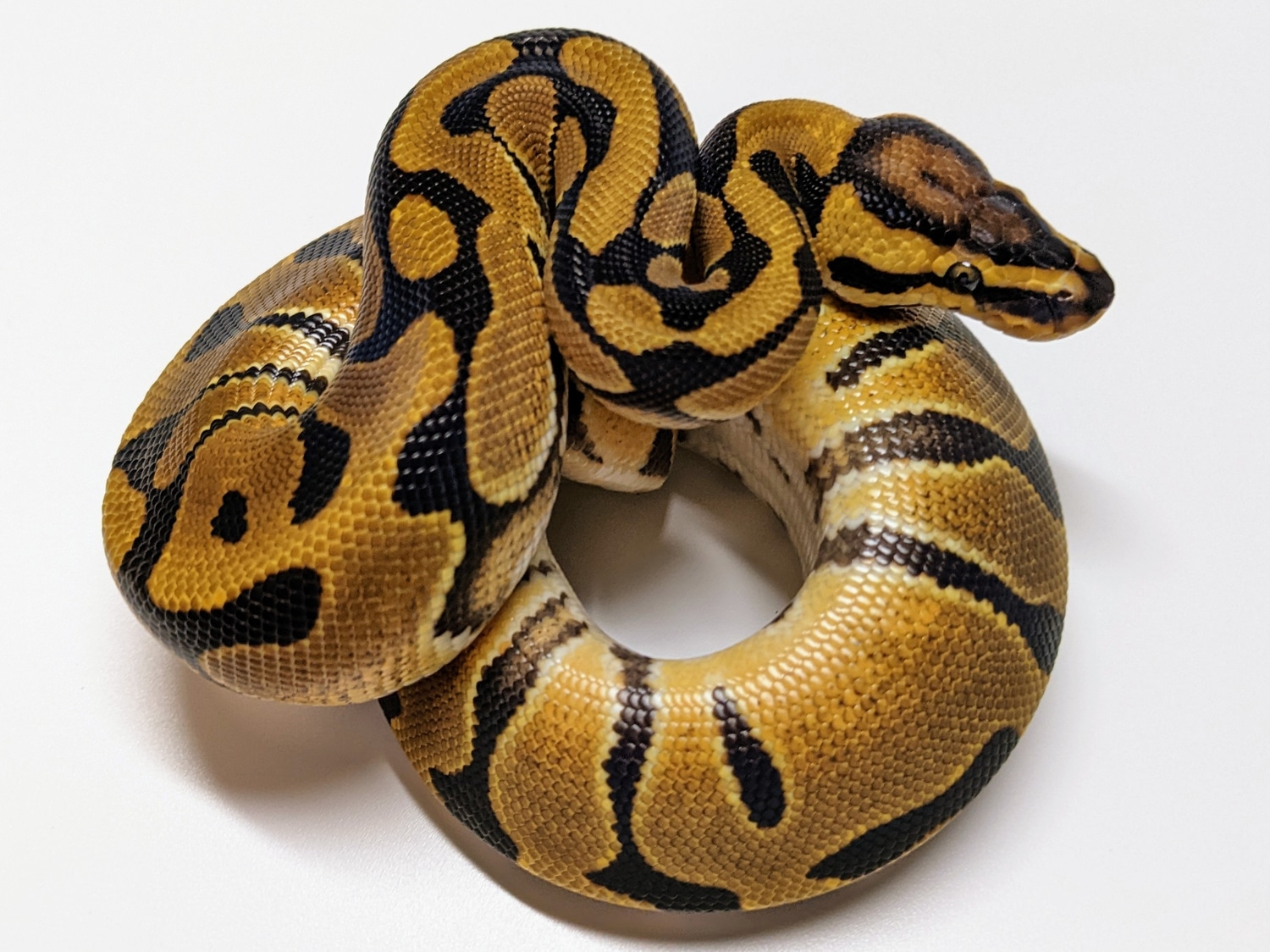 Blade Enchi 100% Het Clown Ball Python by Omnipotent Serpents - MorphMarket