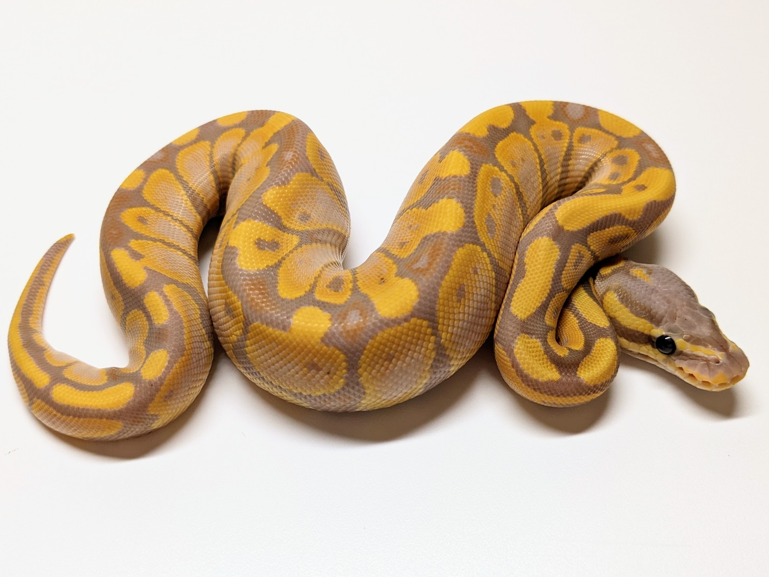 Coral Glow Ball Python by Omnipotent Serpents - MorphMarket