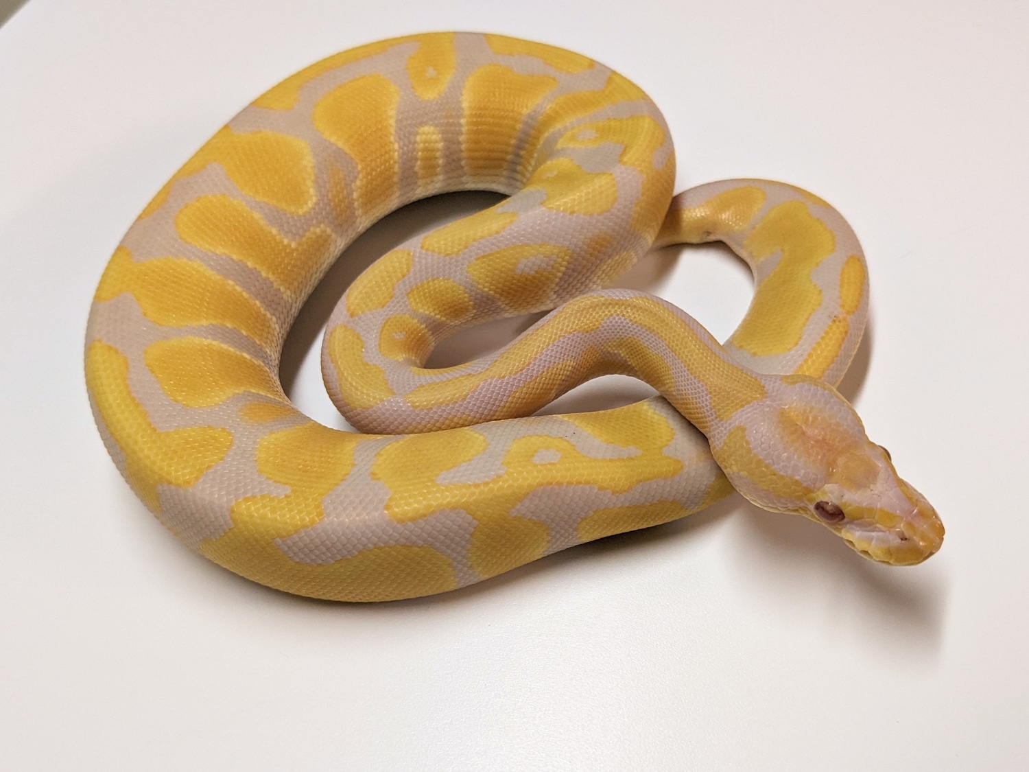 Toffino 100% Het Piebald Ball Python by Omnipotent Serpents - MorphMarket