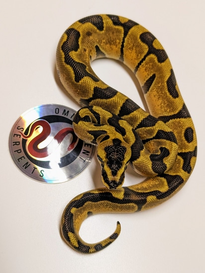 Super Enchi - $30 Shipping Ball Python by Omnipotent Serpents
