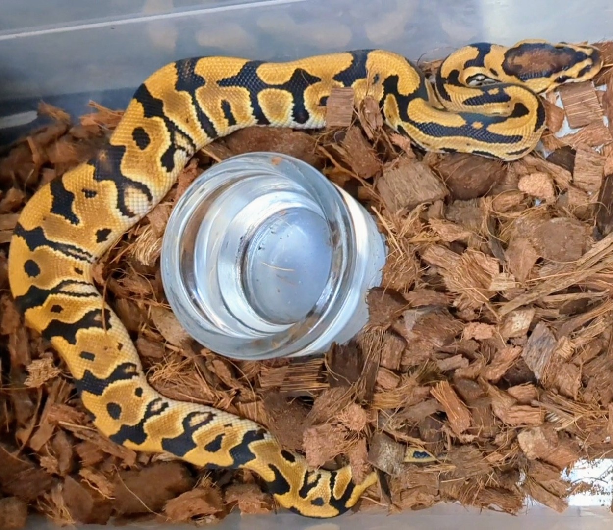 Crypton (100% Het Cryptic AND 100% Het Clown) - $30 SHIPPING! Ball Python by Omnipotent Serpents ...