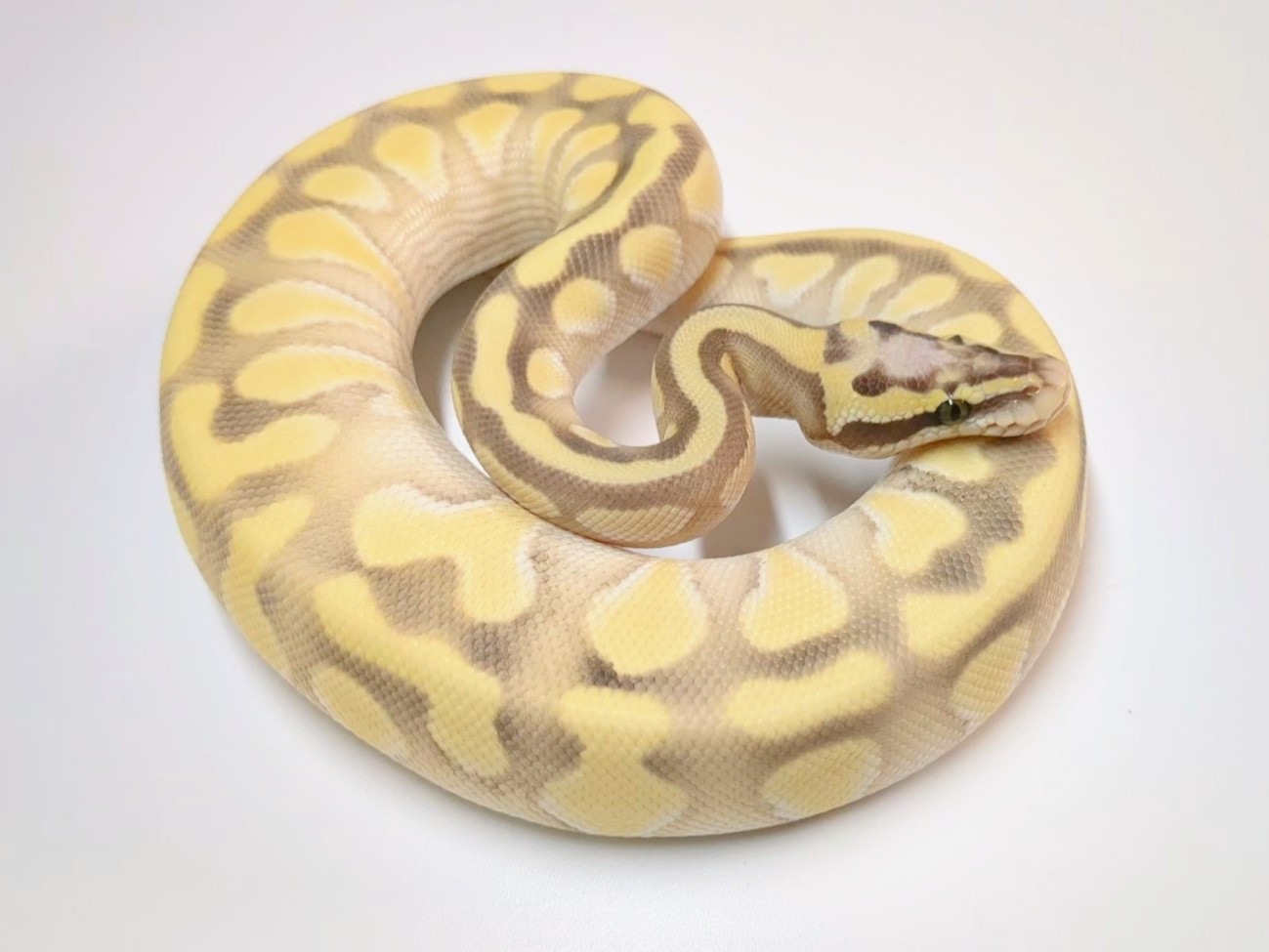 Pastel Enchi Lesser Desert Ghost 100% Het Clown - FREE Shipping! Ball ...