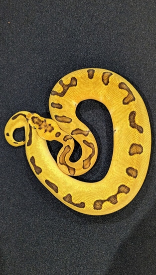Super Enchi Clown Ball Python by Omnipotent Serpents