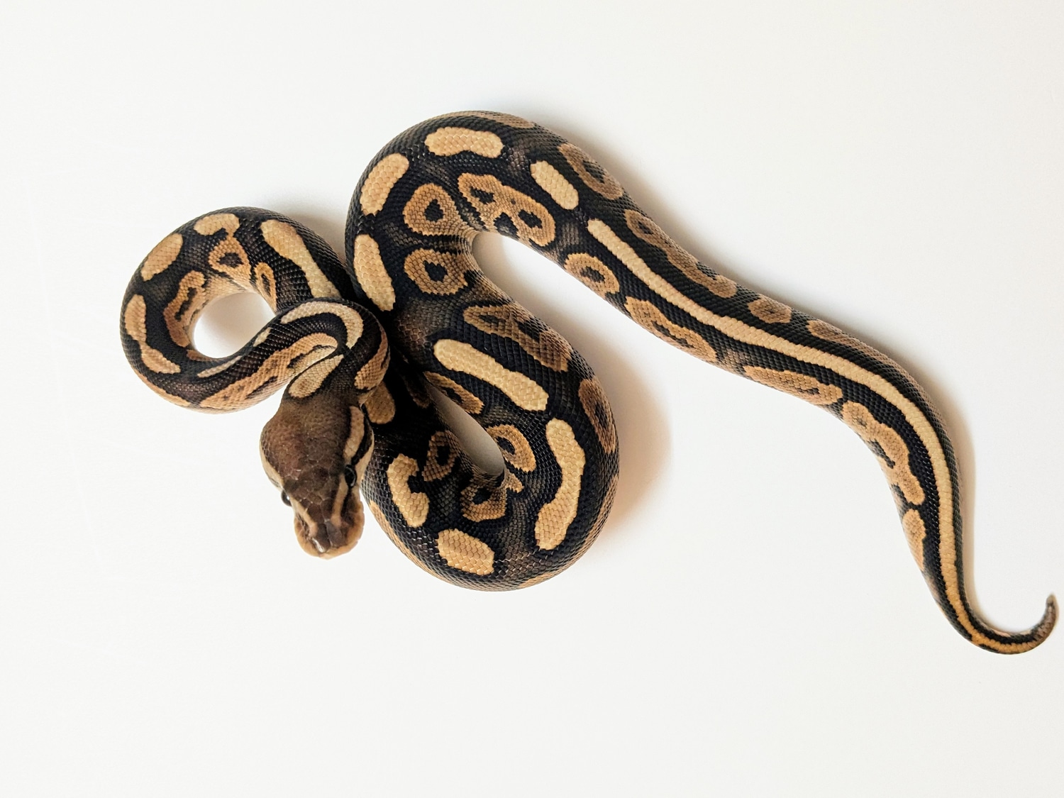 Firemon - $30 Shipping Ball Python by Omnipotent Serpents - MorphMarket
