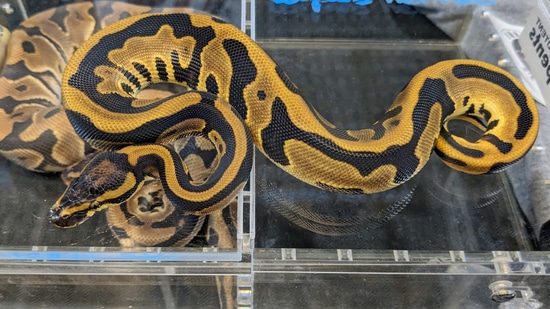 Leopard Orange Dream Ball Python by Omnipotent Serpents