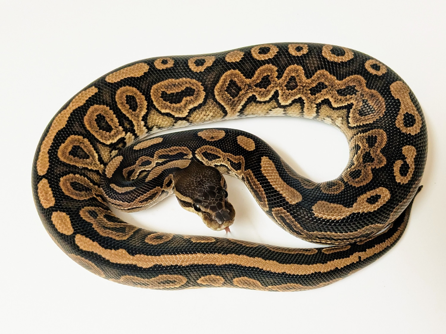 Cinnamon Probable Het Monsoon Ball Python by Omnipotent Serpents ...