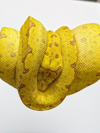 Verdi - Biak F2 Green Tree Python by Omnipotent Serpents