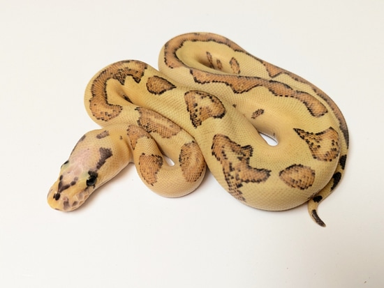 Vanilla Cream Enchi Clown Ball Python by Omnipotent Serpents