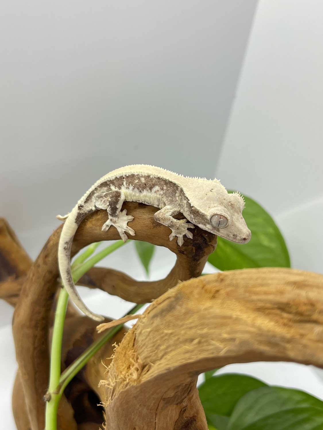 Solid Dorsal Lavender Lilly White Crested Gecko by One In A Chamillion ...