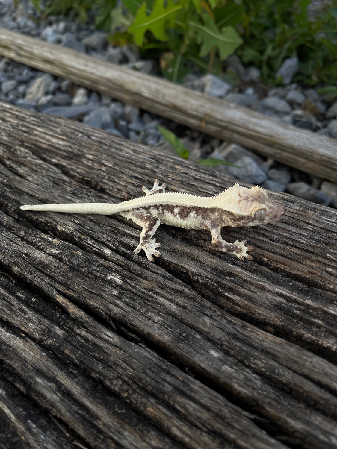 Solid Dorsal High White Drippy Lavender Lilly White Crested Gecko by ...