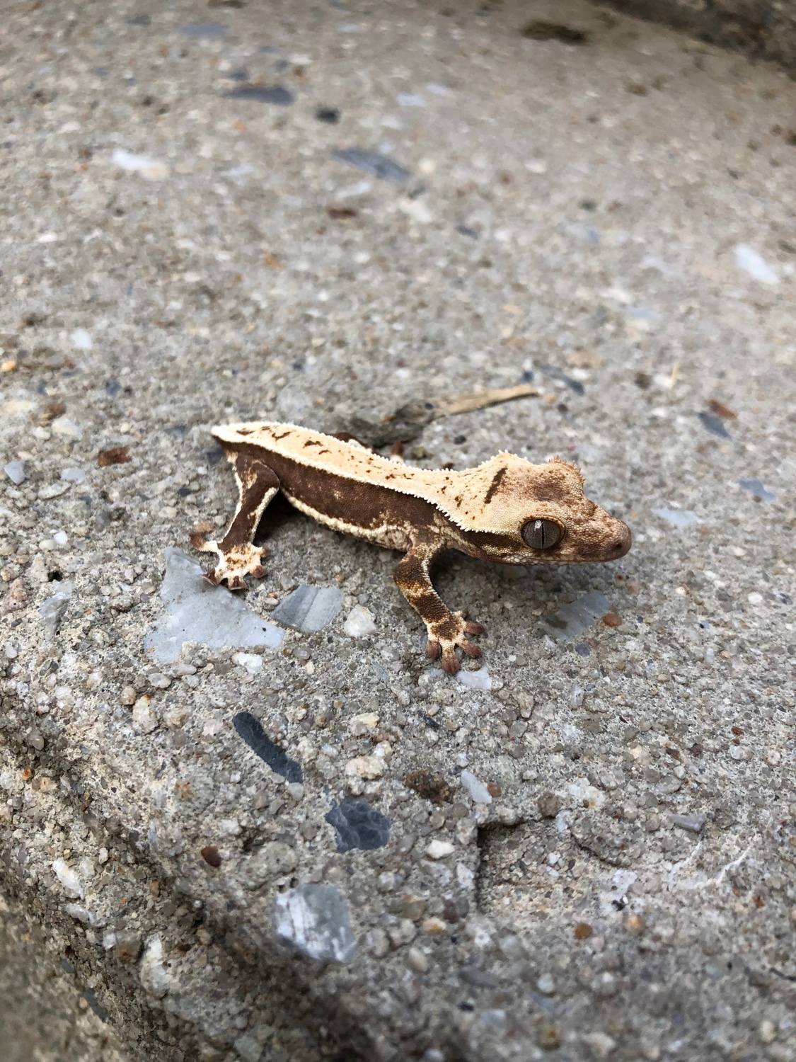 Red Base Lilly White Crested Gecko by One In A Chamillion - MorphMarket