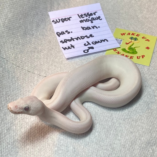 Banana Super Lesser Mojave Pastel Spotnose Het Clown Ball Python by ...