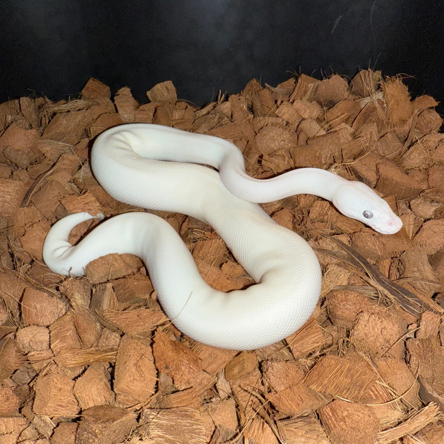 BEL Male (Super Lesser, Mojave, Spotnose, Pastel, Banana) Het Clown