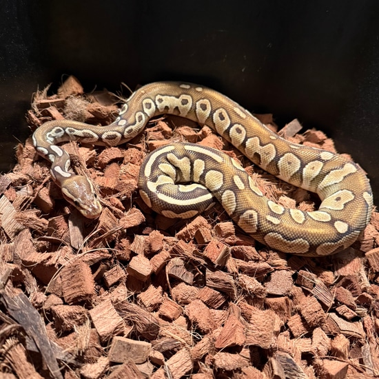 Chocolate Lesser Het Clown Ball Python by Wake Up & Snake Up