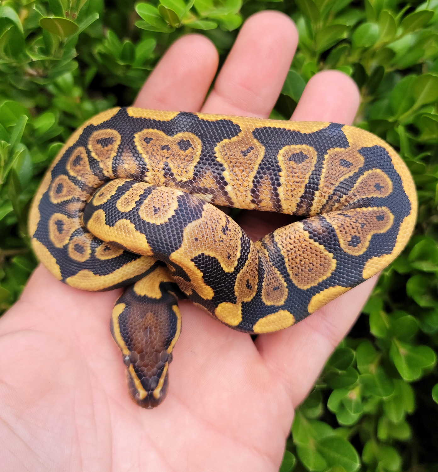 Yellowbelly Het Desert Ghost Het Clown Ball Python by Bearded Balls ...