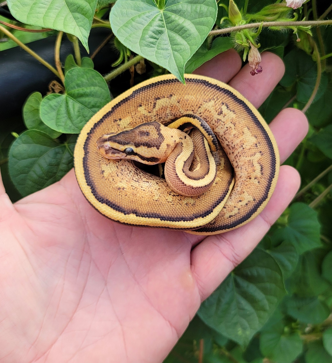 Superstripe Or Super Specter Het Desert Ghost Ball Python by Bearded ...