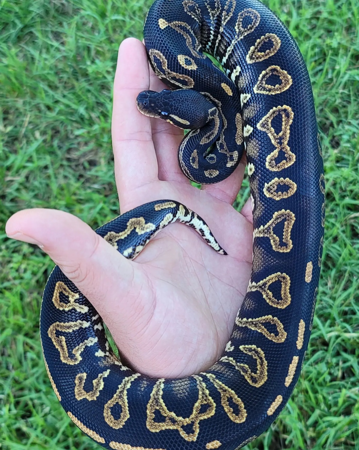 Blackhead Het Red Axanthic Yellowbelly Ball Python by Bearded Balls ...