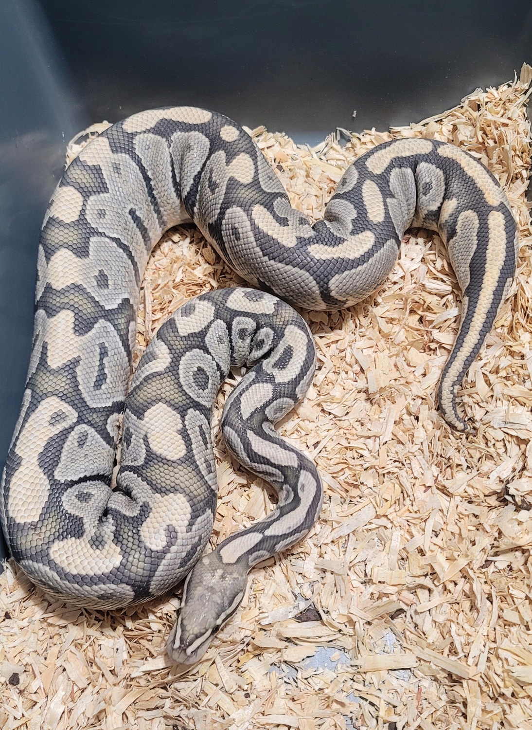 Disco Hypo Ball Python by Bearded Balls - MorphMarket