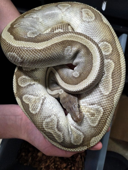 Hidden Gene Woma Mojave Yellowbelly Ball Python by Bearded Balls