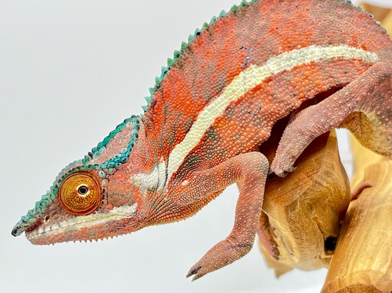 Furcifer Pardalis - Ankaramy Locale Panther Chameleon by One World ...