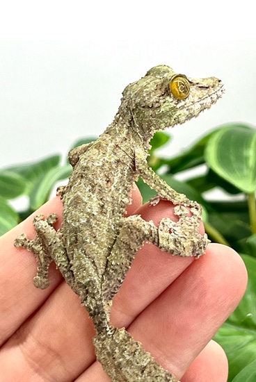 Captive Born Uroplatus Fimbriatus Leaf-Tailed Gecko by One World ...