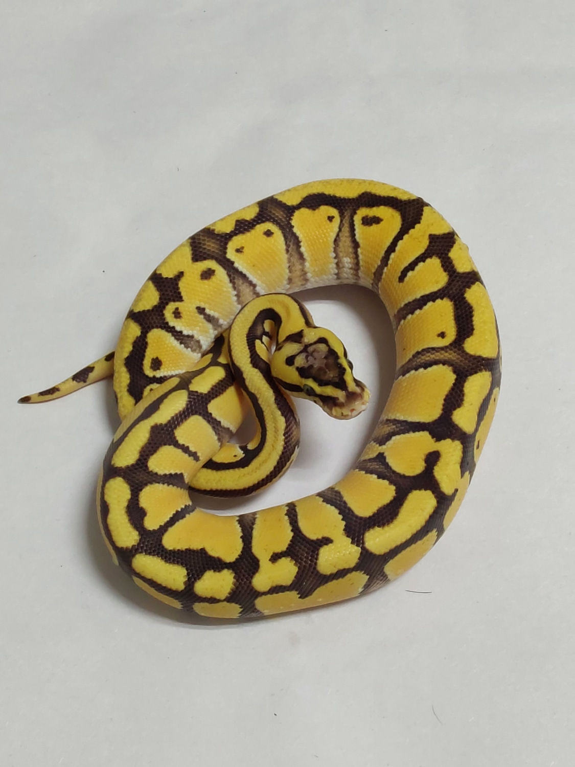 CB2022 Male Orange Dream/Enchi/Fire/Pastel/pos. Het Clown Ball Python ...