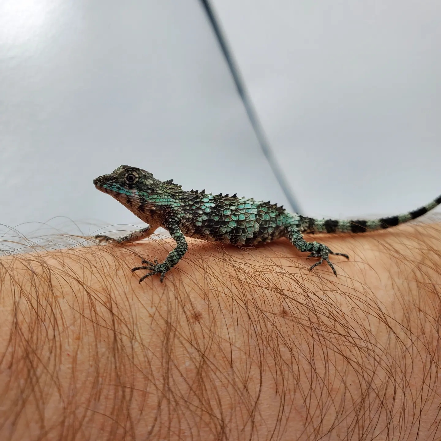 Male Cb Cophotis Dumbara More Lizard by Only Phants - MorphMarket