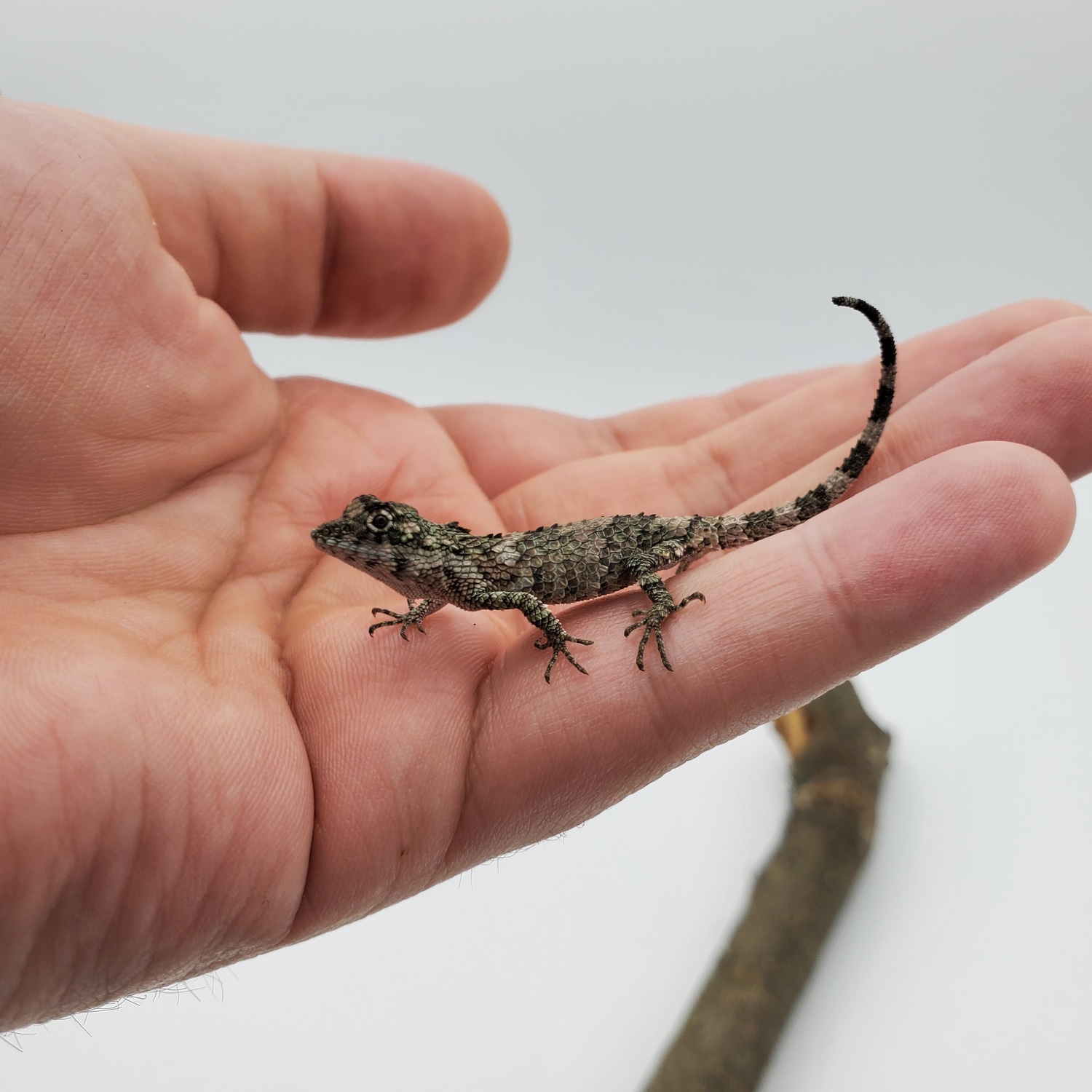 Female Cb Cophotis Dumbara More Lizard by Only Phants - MorphMarket