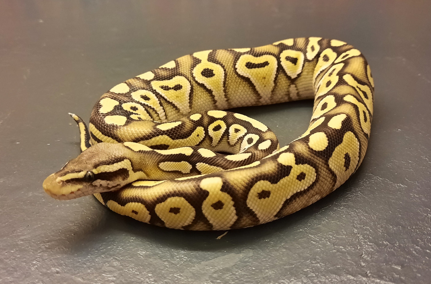 Lace Pastel Mojave Ball Python by AKW23-Reptiles - MorphMarket