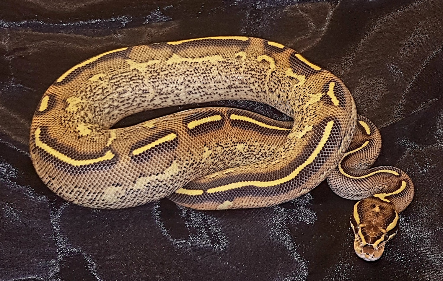 Freeway Ball Python by AKW23-Reptiles - MorphMarket