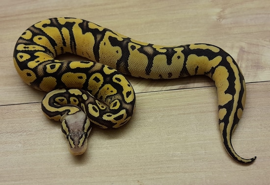 Flame Lace Pastel Ball Python by AKW23-Reptiles