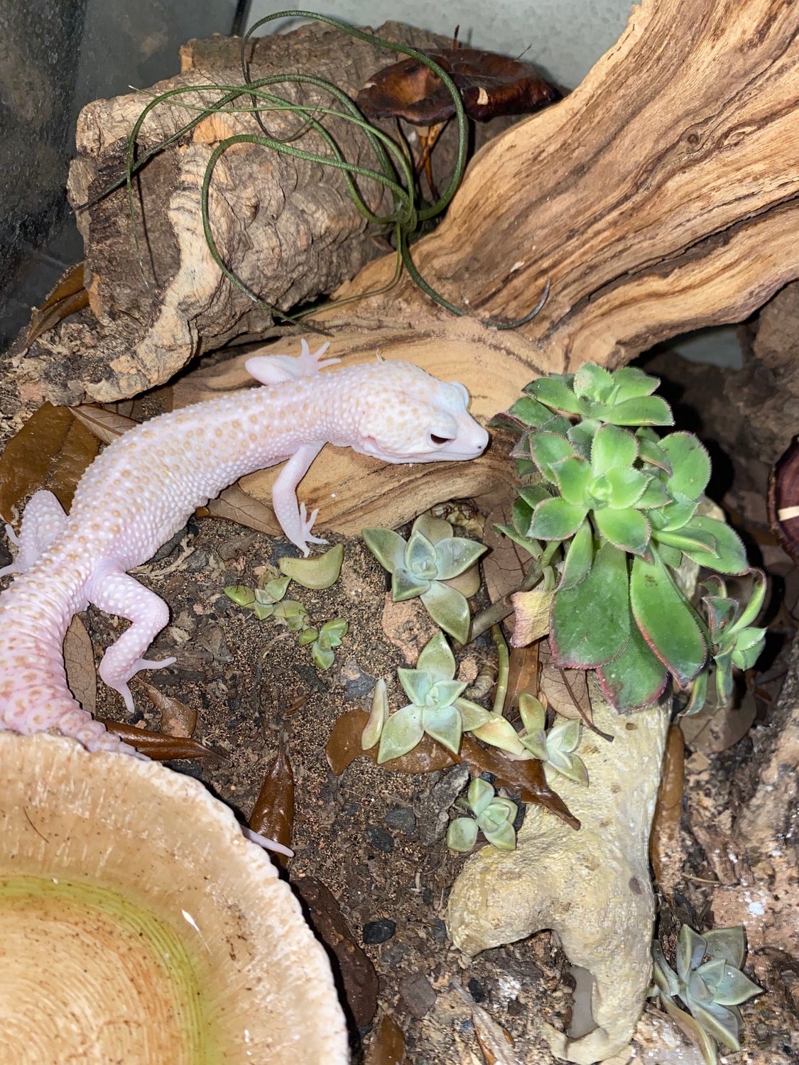 Pied RAPTOR Leopard Gecko by CrestedCaverns - MorphMarket