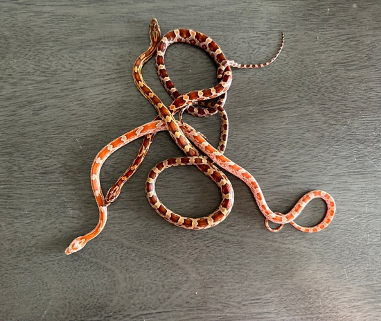 100%het Amel Bloodred Hypo Pied Scaleless With Some Pos Hets Corn Snake ...