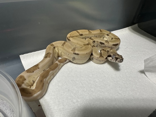 Blue Eyed Ghost! Boa Constrictor by Rolling C.B. Reptiles