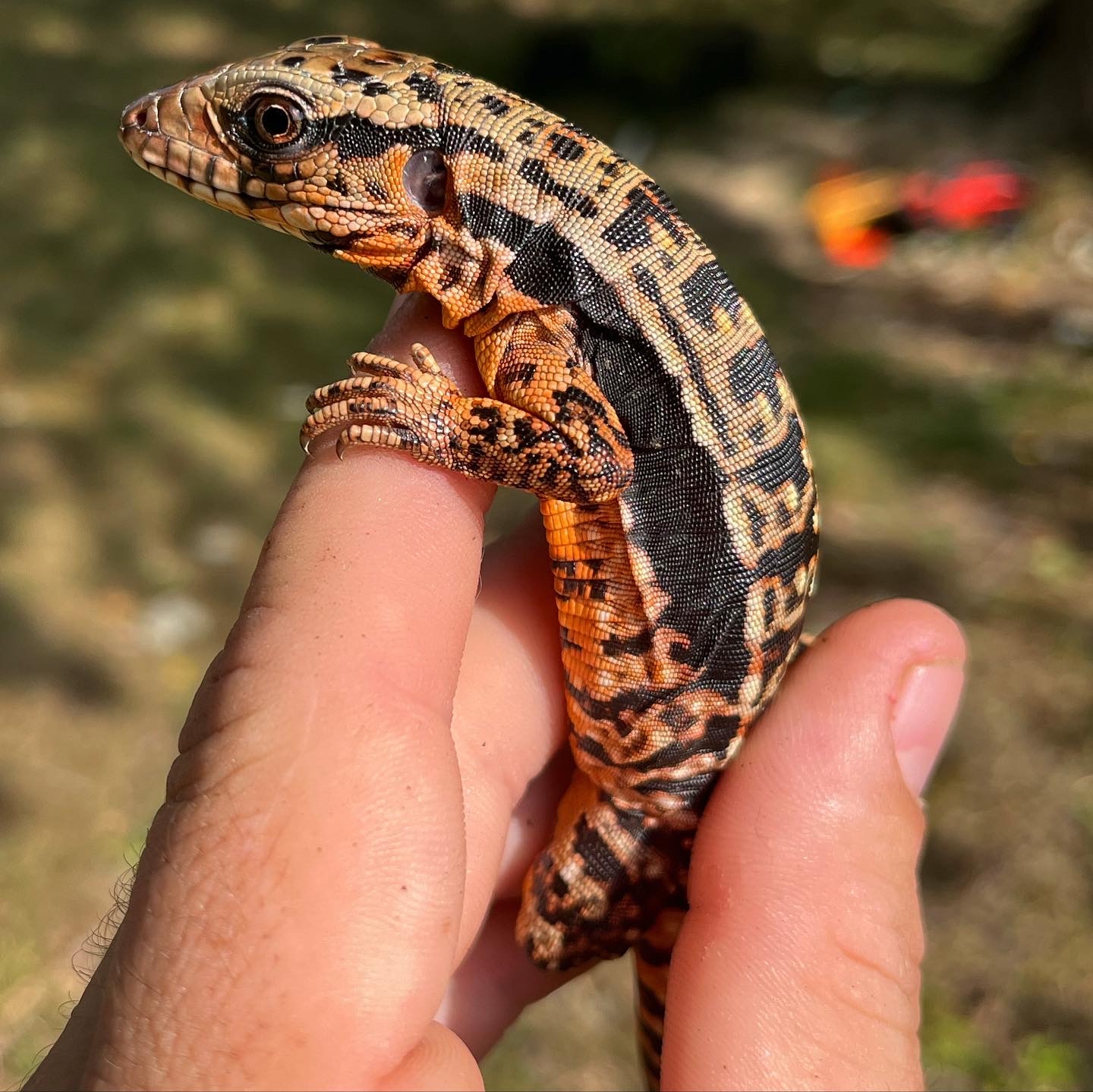 Fire Panther Pos Double Het Other Tegu by OpalDragonz - MorphMarket