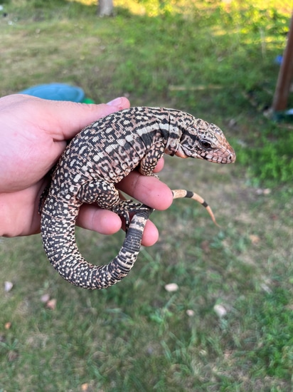 Fire Panther Pos Double Het Albino/anery Other Tegus by OpalDragonz