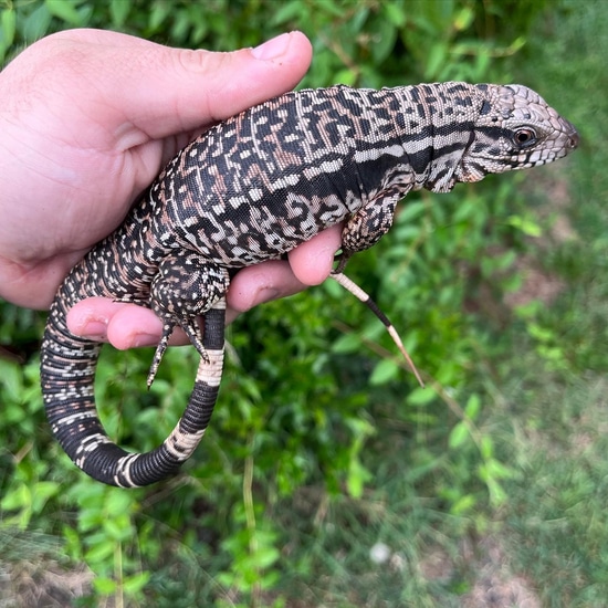 Fire Panther Pos Double Het Albino / Anery Other Tegus by OpalDragonz