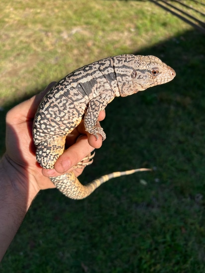 Fire Panther Pos Double Het Albino/ Anery Other Tegus by OpalDragonz