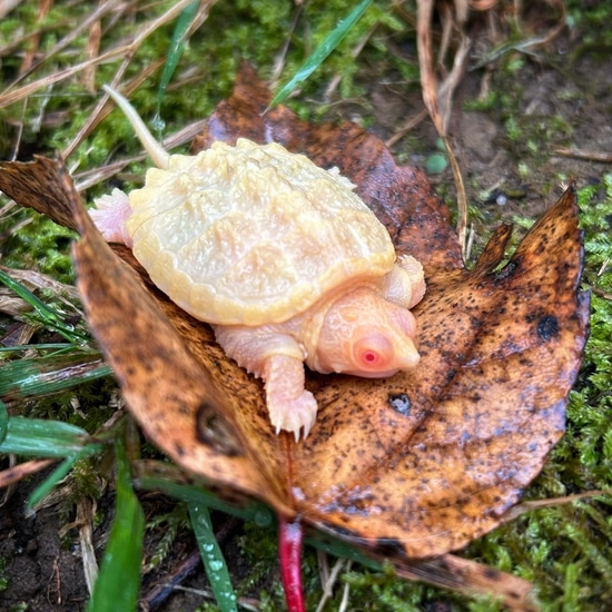 T- Albino CST Male ( Perfect Scute ) Snapping Turtle by OpalDragonz