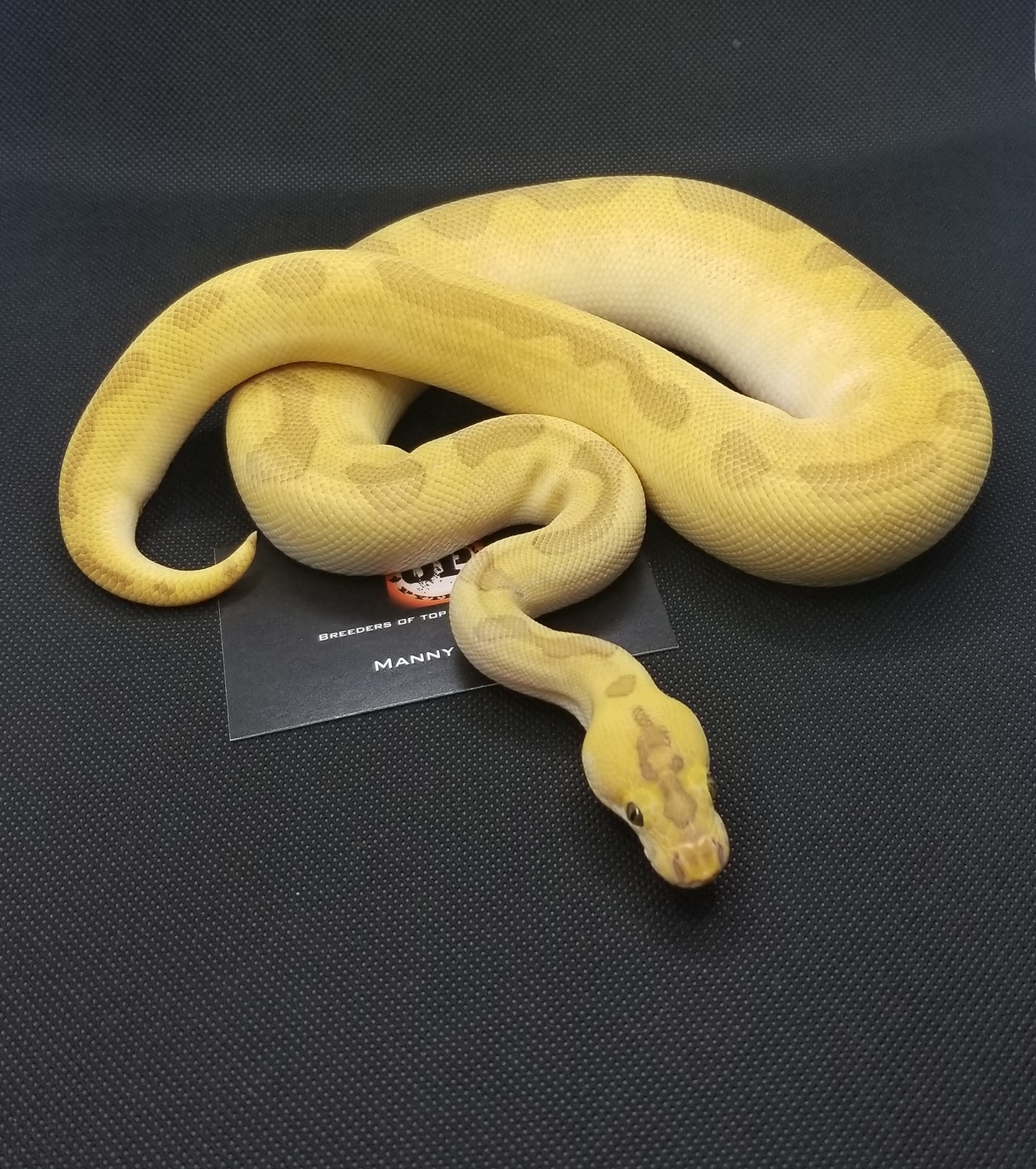 Super Enchi Lesser Clown Het Hypo Ball Python by Operation Python ...
