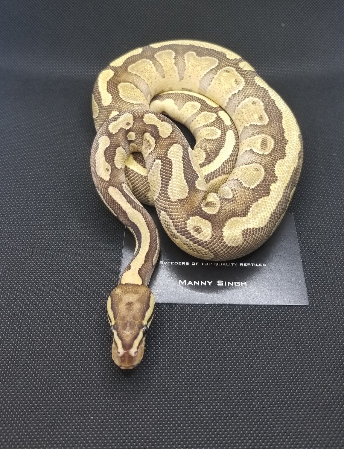 Fire Enchi Het Pied Ball Python by Operation Python - MorphMarket