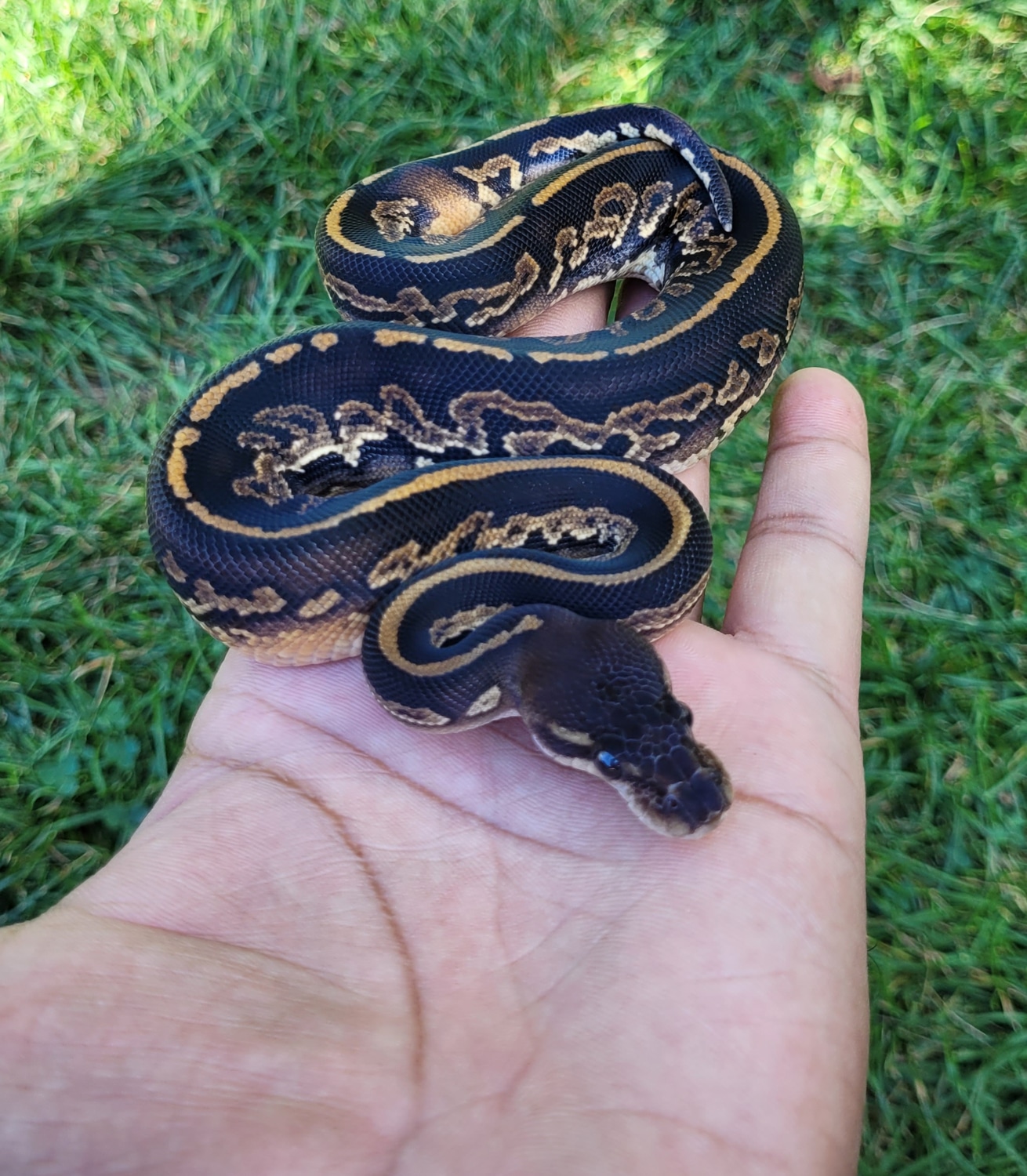 Black Pastel Black Head Het Pied Ball Python by Operation Python ...