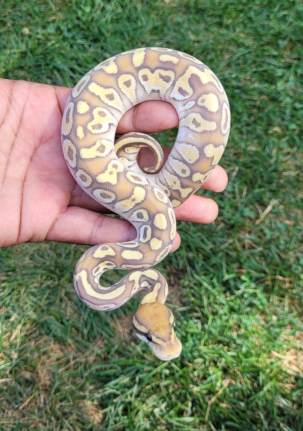 Lesser Orange Dream Fire Hypo Het Clown Ball Python by Operation Python ...