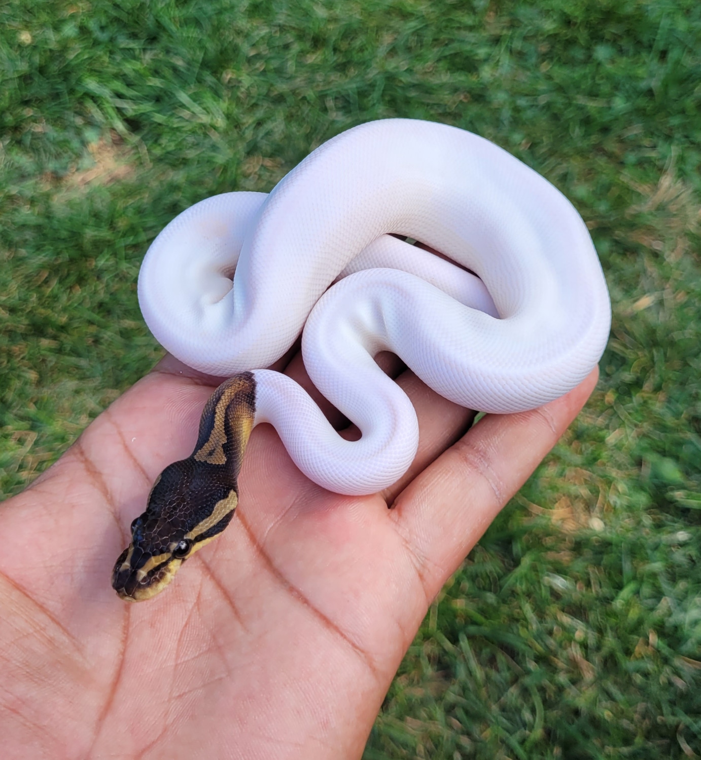 Black Pastel Pied Ball Python by Operation Python - MorphMarket