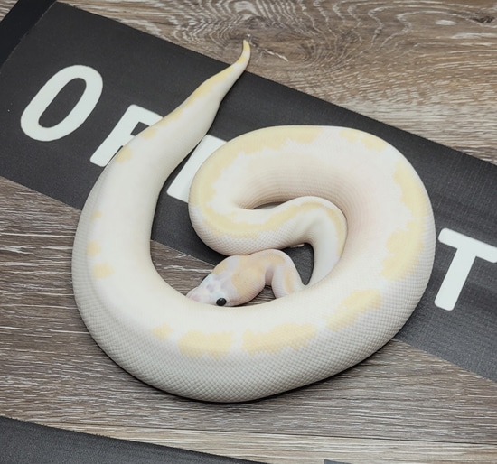 🇨🇦🇨🇦super Fire Het Hypo Clown (Pos Enchi, Super Orange Dream)🇨🇦🇨🇦 Ball ...