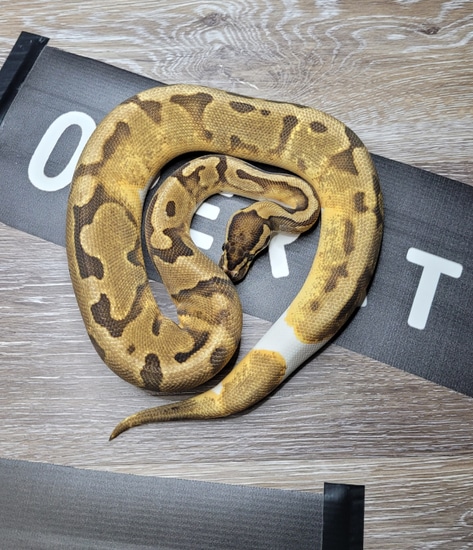 🇨🇦🇨🇦 Pied Trio ( Blackhead, Yb, Enchi, Fire,mahogany) 🇨🇦🇨🇦 Ball Python ...