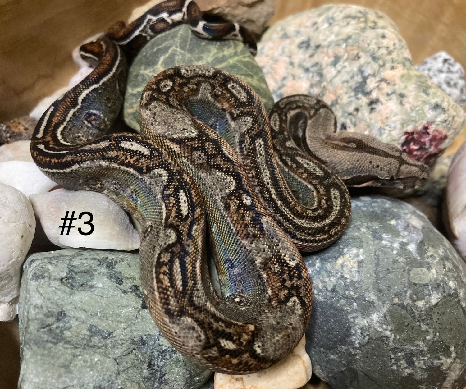 Het Leopard Boa Constrictor by Stone Serpents - MorphMarket