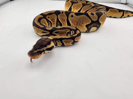 Pastel DH Black Axanthic Pied Ball Python by Ophidian Exotics