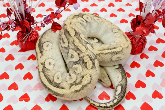 Deep Purple Passion Ball Python by Ophidian Exotics