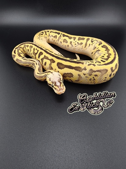 Super Pastel Leopard Yellow Belly/Gravel Ball Python by Ophidian Exotics
